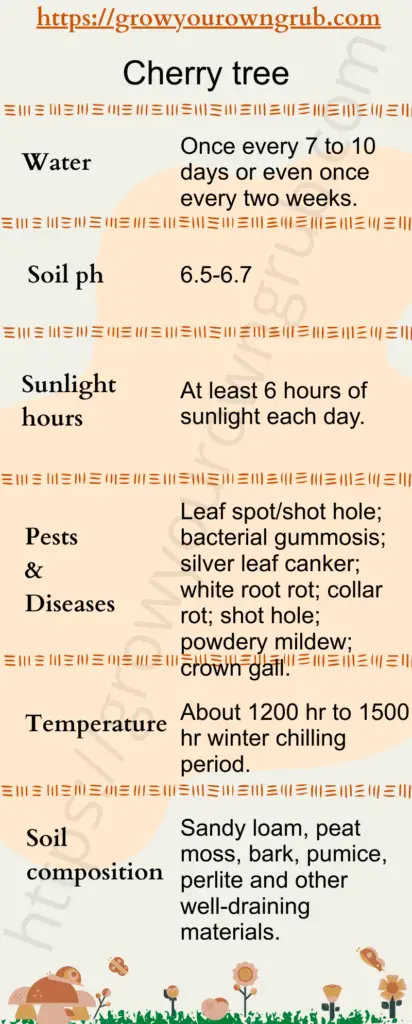 How to grow Cherry tree at home? - Grow your own Grub!