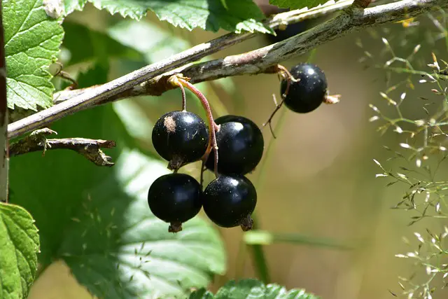 How to grow Blackcurrant plant at home - Grow your own Grub!