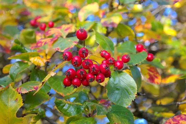 How to grow Hawthorn berry at home - Grow your own Grub!