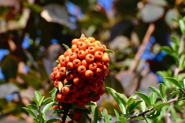 How to grow Hawthorn berry at home - Grow your own Grub!