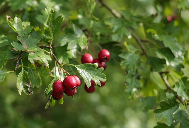 How to grow Hawthorn berry at home - Grow your own Grub!