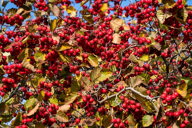 How to grow Hawthorn berry at home - Grow your own Grub!