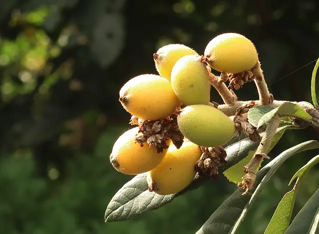 How to grow Loquat tree at home - Grow your own Grub!