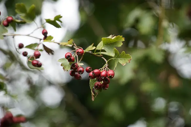 How to grow Hawthorn berry at home - Grow your own Grub!