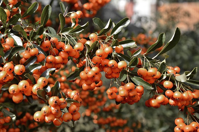 Growing Rowanberries: A Comprehensive Guide - Grow your own Grub!