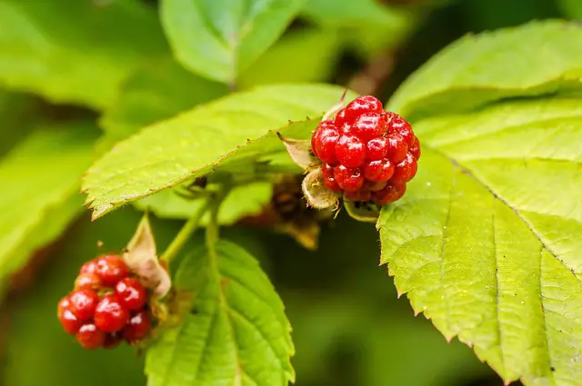 The Ultimate Guide to Growing and Caring for Boysenberry Plants - Grow ...