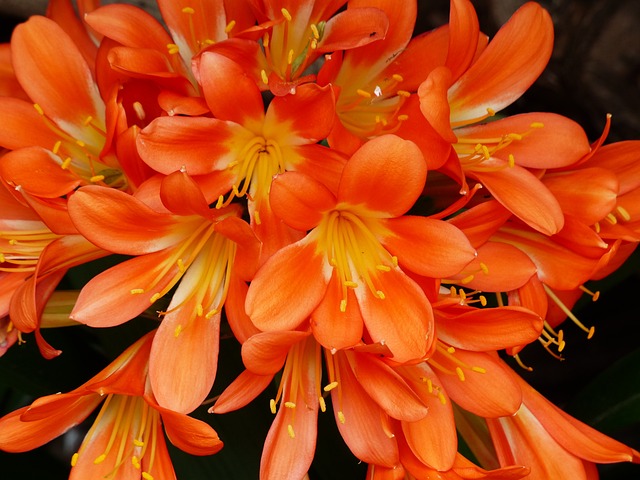 How to grow Clivia plant at home - Grow your own Grub!