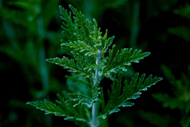 How to grow Mugwort plants at home - Grow your own Grub!