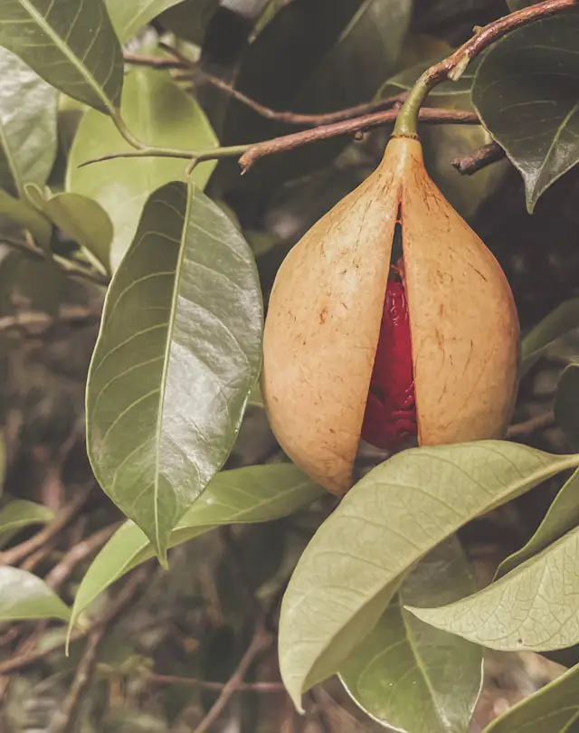 How to grow Mace plant at home easily - Grow your own Grub!