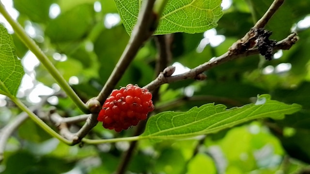 Loganberry Growing Guide: Soil, Watering, Care, and More - Grow your ...