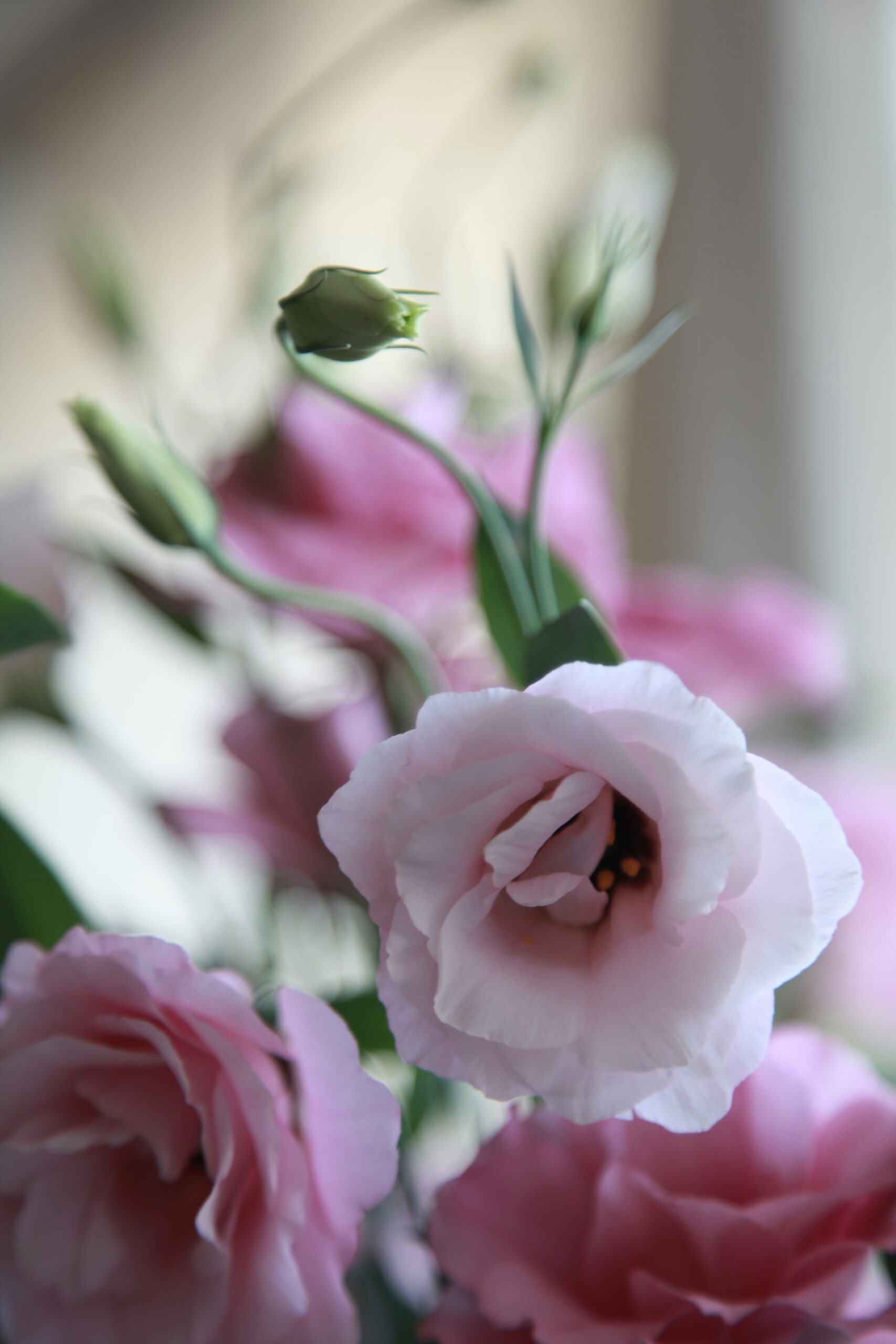 Growing Lisianthus from Seed: A Precise Guide for Home Gardeners - Grow ...
